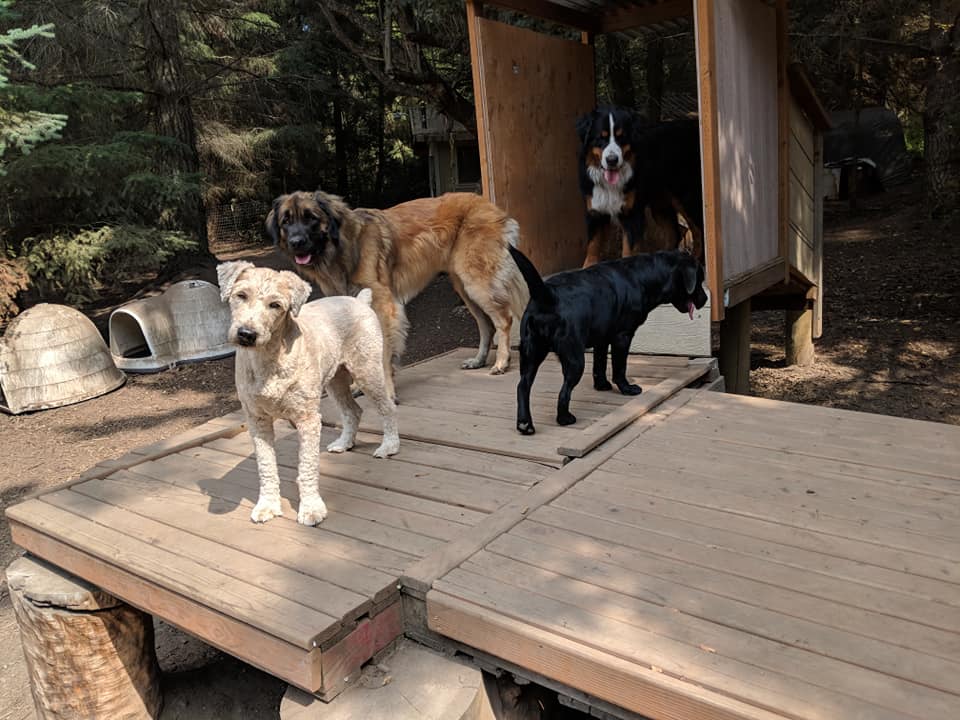 Adventure Trails Dog Camp - Whidbey Island - dog day care